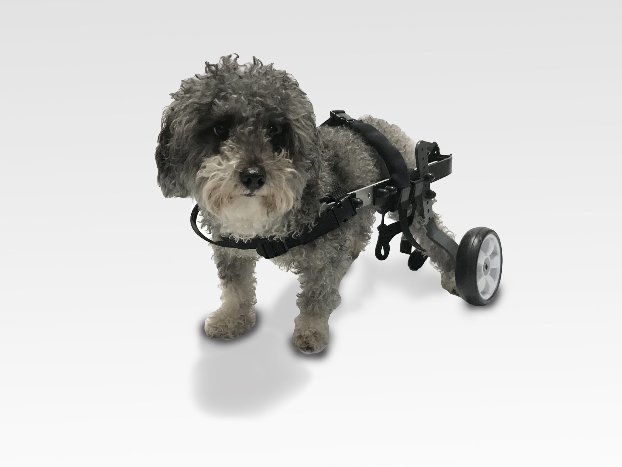 Chariot pour Chien Handicapé 3-7 kg - Fauteuil Roulant Léger et Robuste