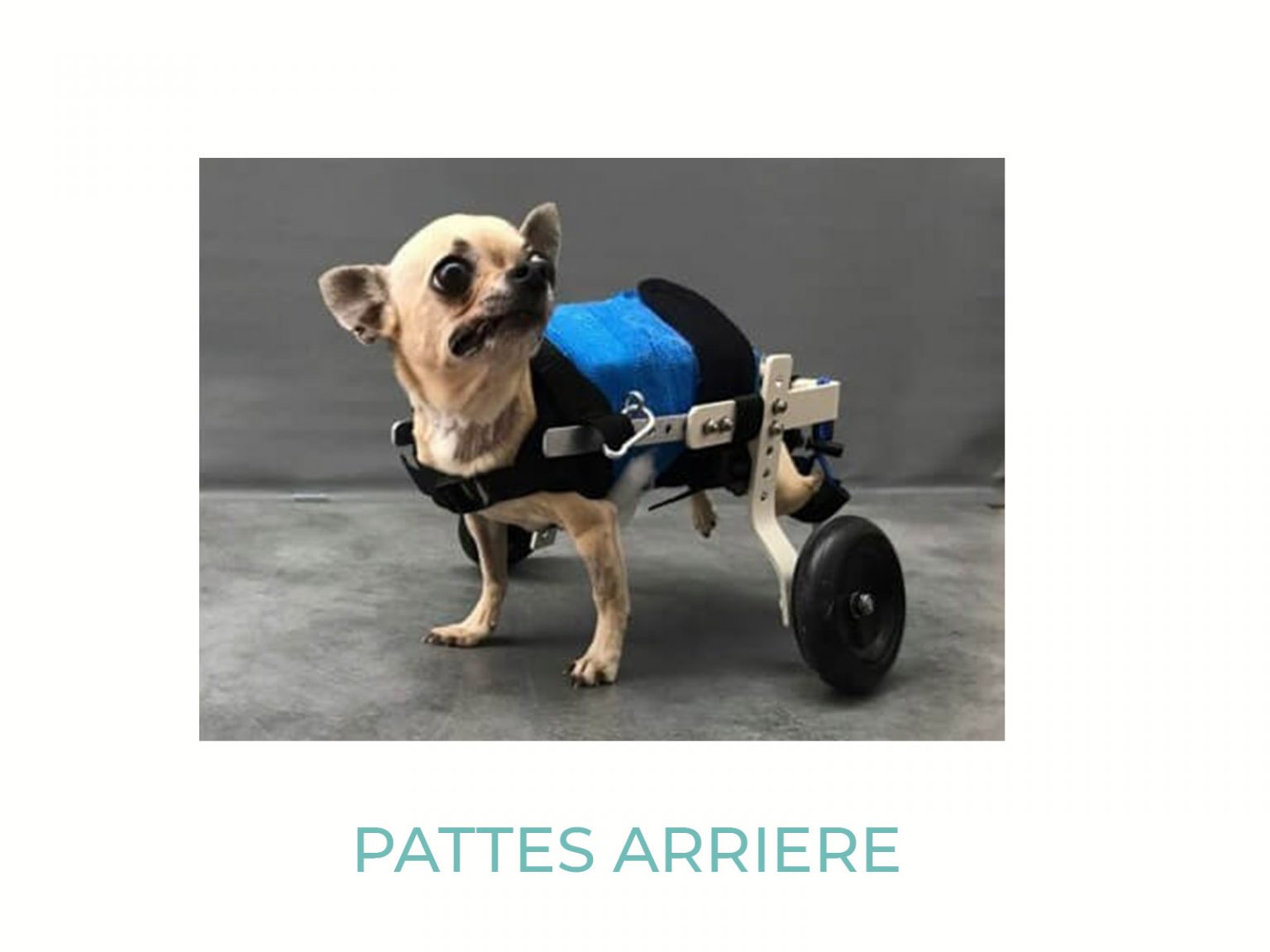 CHARIOT POUR CHIEN HANDICAPÉ DE MOINS DE 3 KG